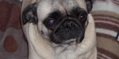 Compassionate Pug Rescue | A Non-Profit All Volunteer Pug Rescue ...