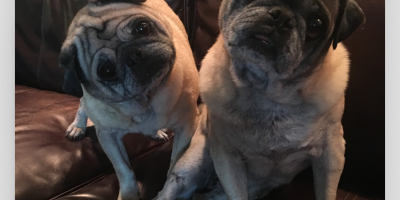 Compassionate Pug Rescue | A Non-Profit All Volunteer Pug Rescue ...