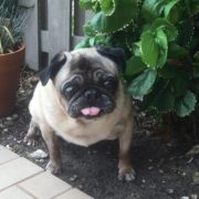Compassionate Pug Rescue | A Non-Profit All Volunteer Pug Rescue ...