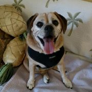 Compassionate Pug Rescue | A Non-Profit All Volunteer Pug Rescue ...