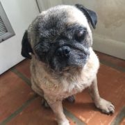 Compassionate Pug Rescue | A Non-Profit All Volunteer Pug Rescue ...