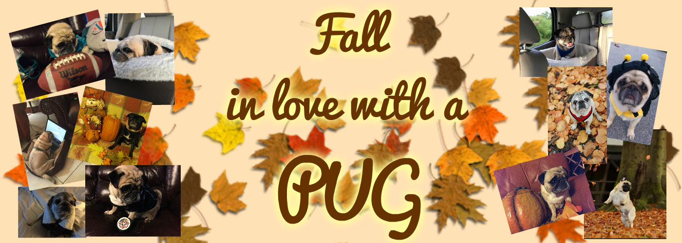 Compassionate Pug Rescue | A Non-Profit All Volunteer Pug Rescue ...