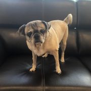 Compassionate Pug Rescue | A Non-Profit All Volunteer Pug Rescue ...