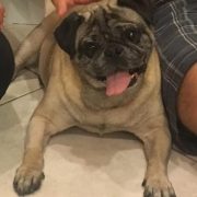 Compassionate Pug Rescue | A Non-Profit All Volunteer Pug Rescue ...