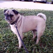 Compassionate Pug Rescue | A Non-Profit All Volunteer Pug Rescue ...