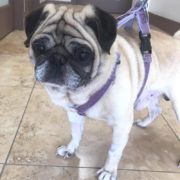 Compassionate Pug Rescue | A Non-Profit All Volunteer Pug Rescue ...