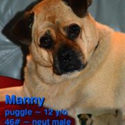 Compassionate Pug Rescue | A Non-Profit All Volunteer Pug Rescue ...