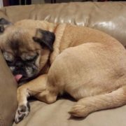 Compassionate Pug Rescue | A Non-Profit All Volunteer Pug Rescue ...