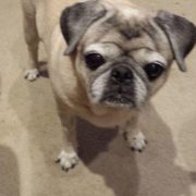 Compassionate Pug Rescue | A Non-Profit All Volunteer Pug Rescue ...