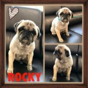 Compassionate Pug Rescue | A Non-Profit All Volunteer Pug Rescue ...