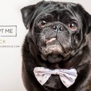 Compassionate Pug Rescue | A Non-Profit All Volunteer Pug Rescue ...