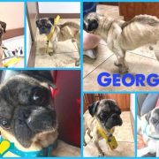 Compassionate Pug Rescue | A Non-Profit All Volunteer Pug Rescue ...