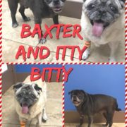 Compassionate Pug Rescue | A Non-Profit All Volunteer Pug Rescue ...