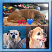 Compassionate Pug Rescue | A Non-Profit All Volunteer Pug Rescue ...