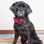 Compassionate Pug Rescue | A Non-Profit All Volunteer Pug Rescue ...